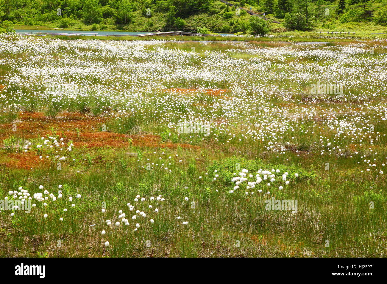 beautiful, beauteously, nice, eco, environment, enviroment, flower ...