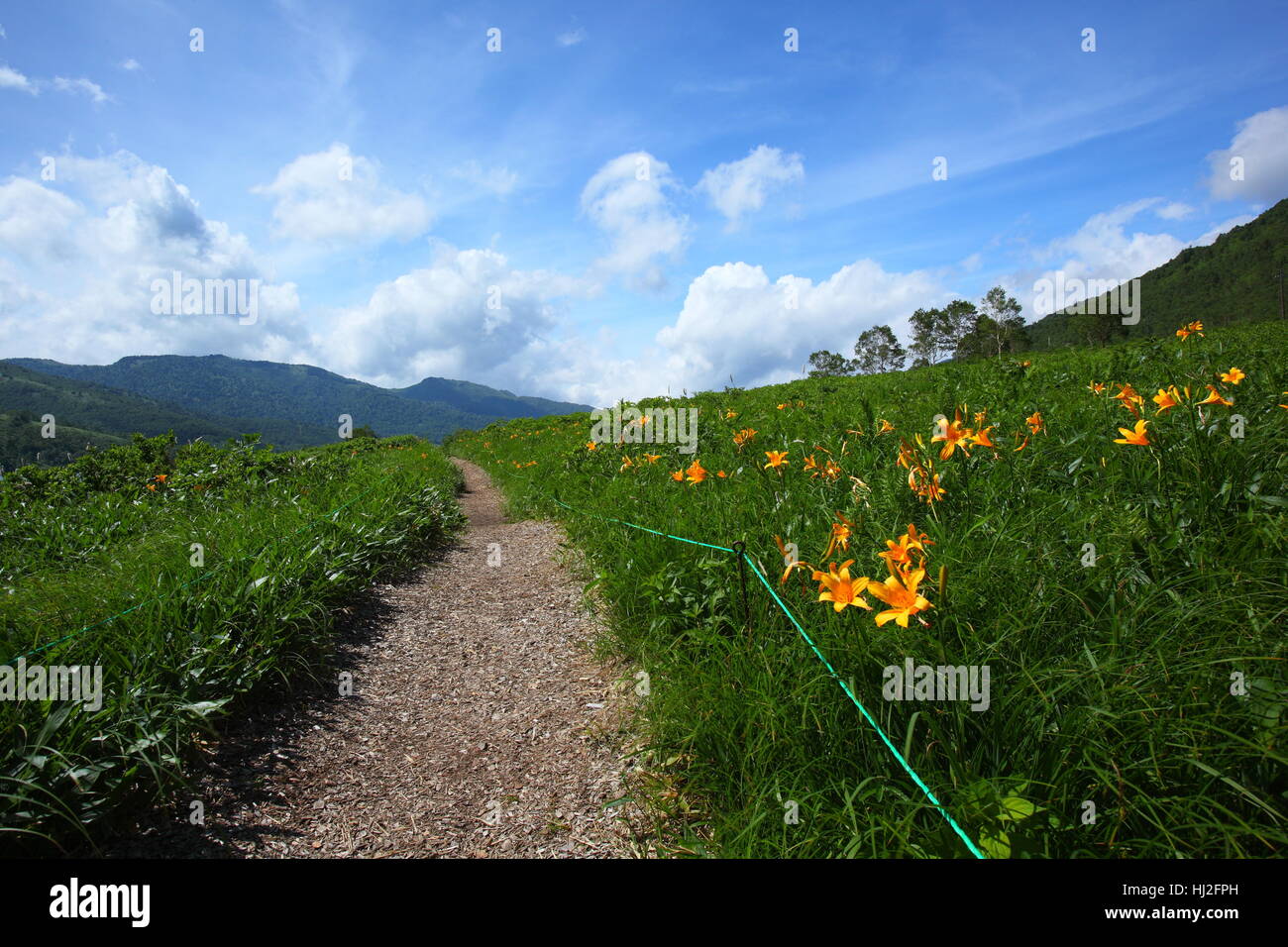 beautiful, beauteously, nice, environment, enviroment, flower, plant ...