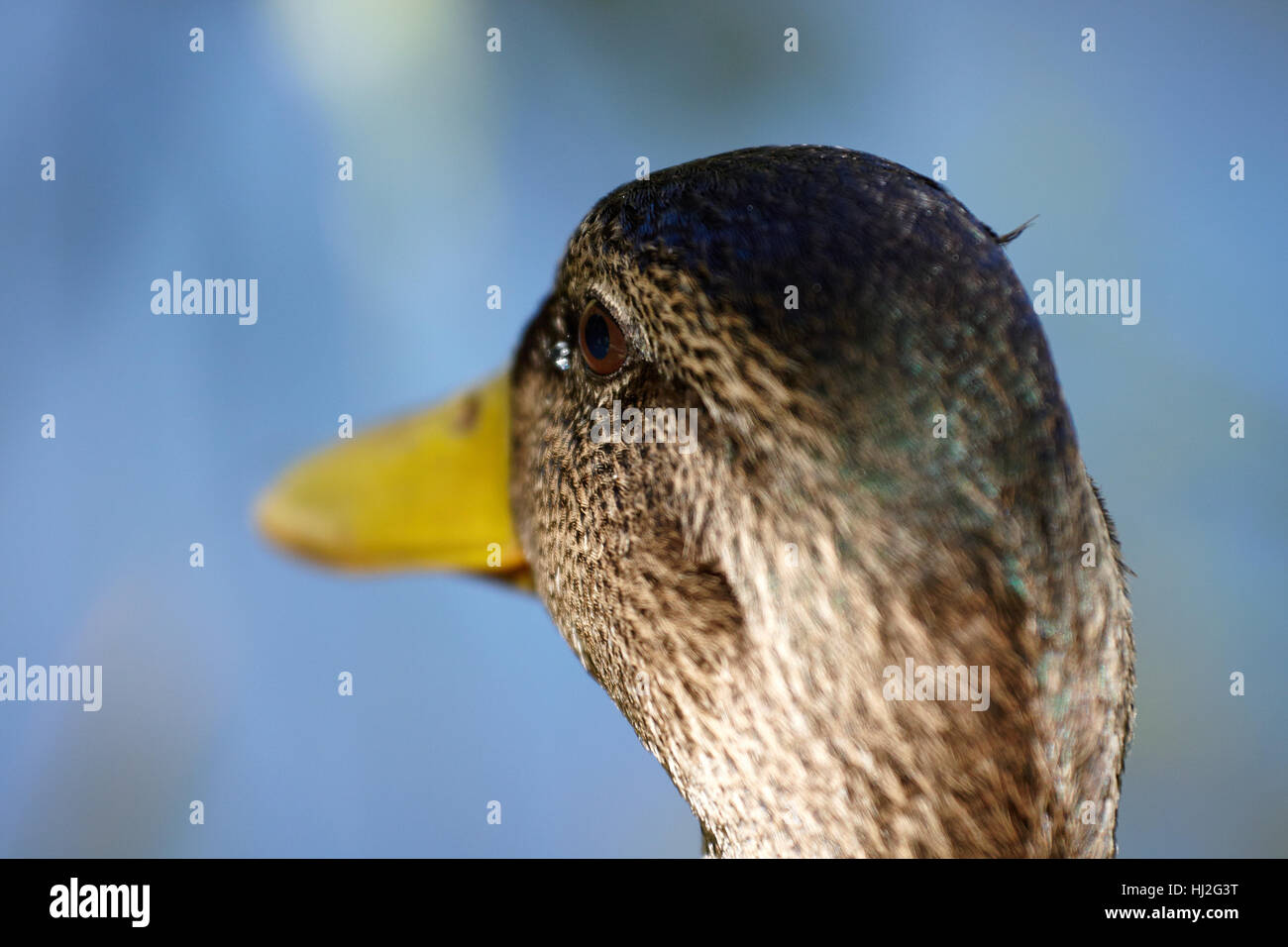 eye, organ, beak, duck, mallard, beaks, water, bird, portrait, eye ...
