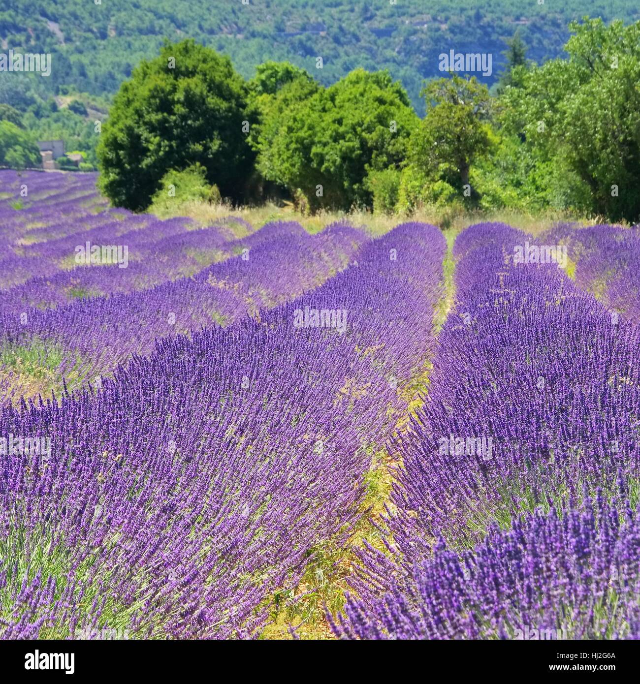 lavender field - lavender field 23 Stock Photo - Alamy