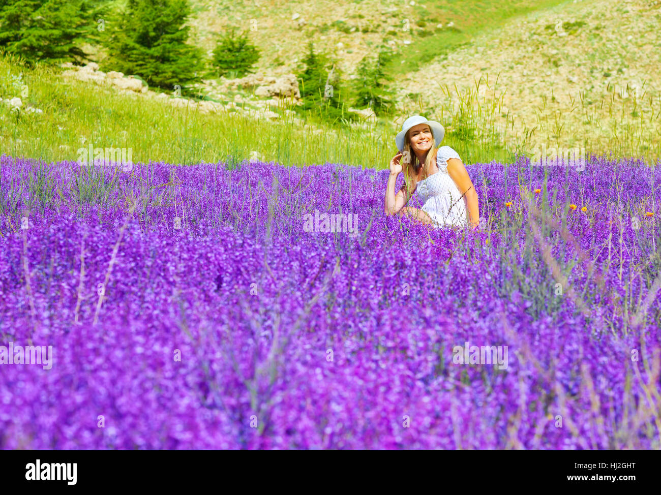 female, flower, flowers, plant, summer, summerly, purple, lavender, delighted Stock Photo - Alamy