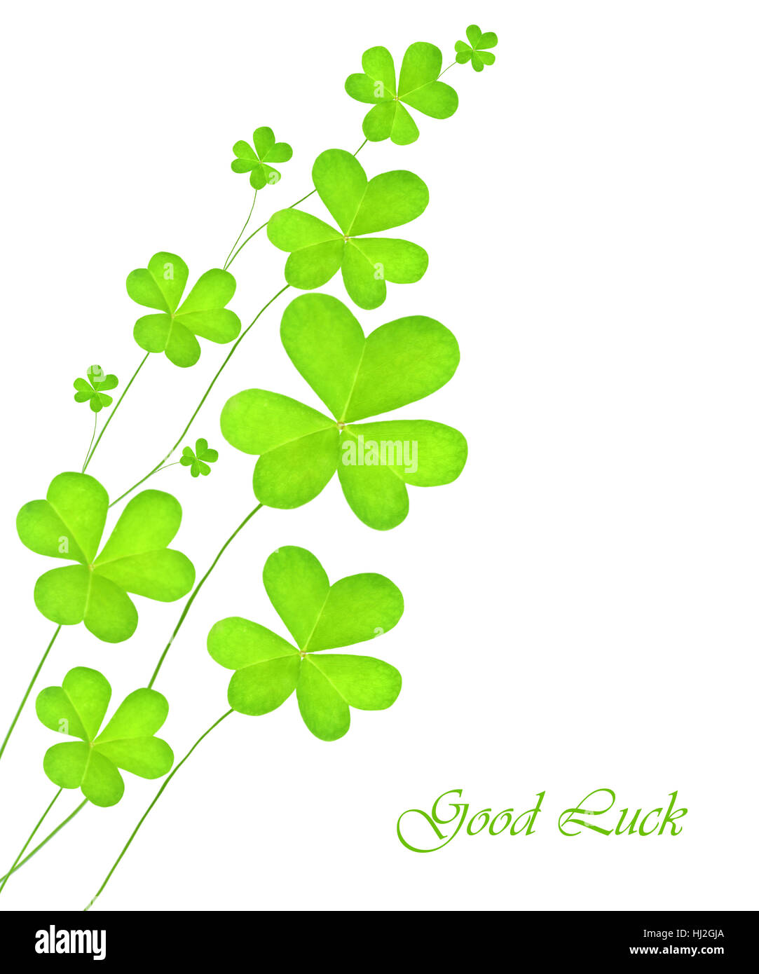 abstract, clover, meadow, grass, lawn, green, backdrop, background ...