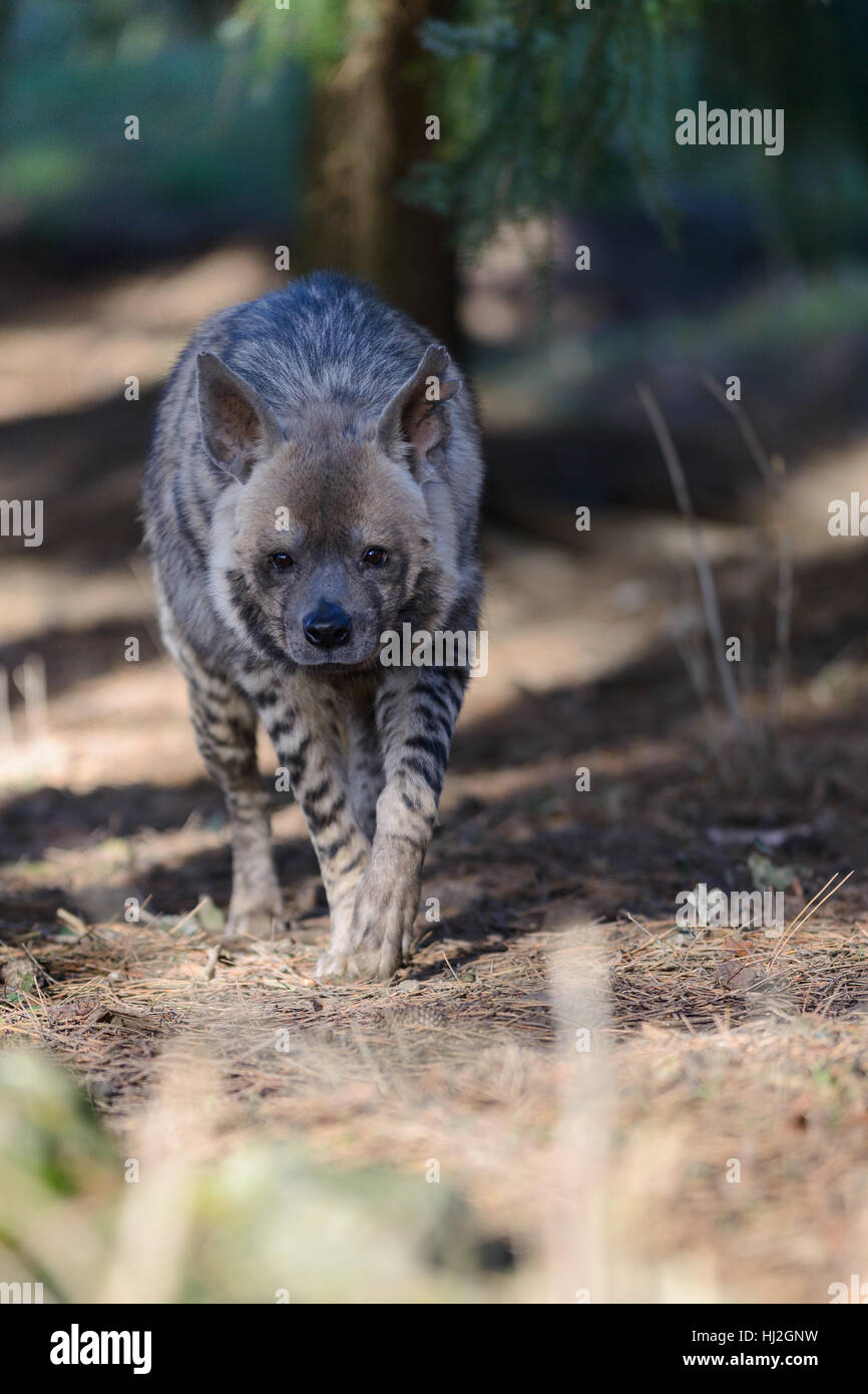 africa, zoo, predator, hyaena, hyena, africa, animals, zoo, predator ...