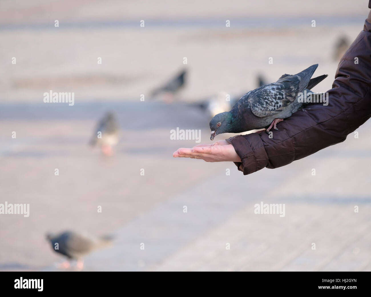 Pigeon eating from hand Stock Photo - Alamy