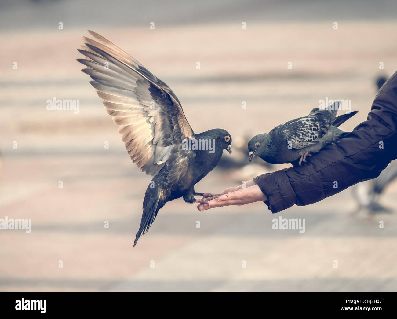 Hand feeding pigeon animal wildlife hi-res stock photography and images ...