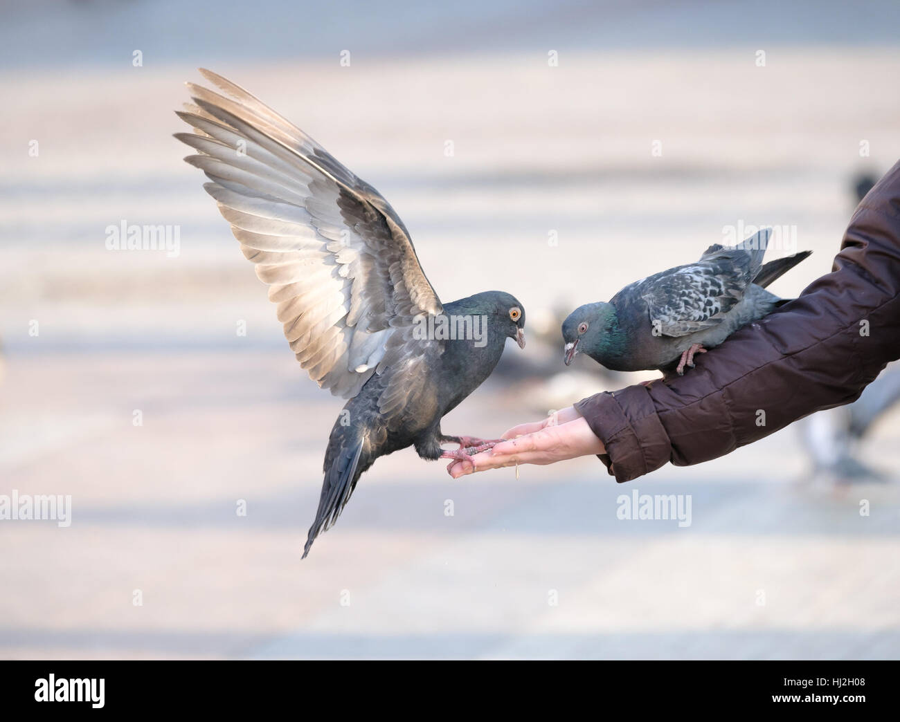 Pigeons eating from the human hand Stock Photo - Alamy