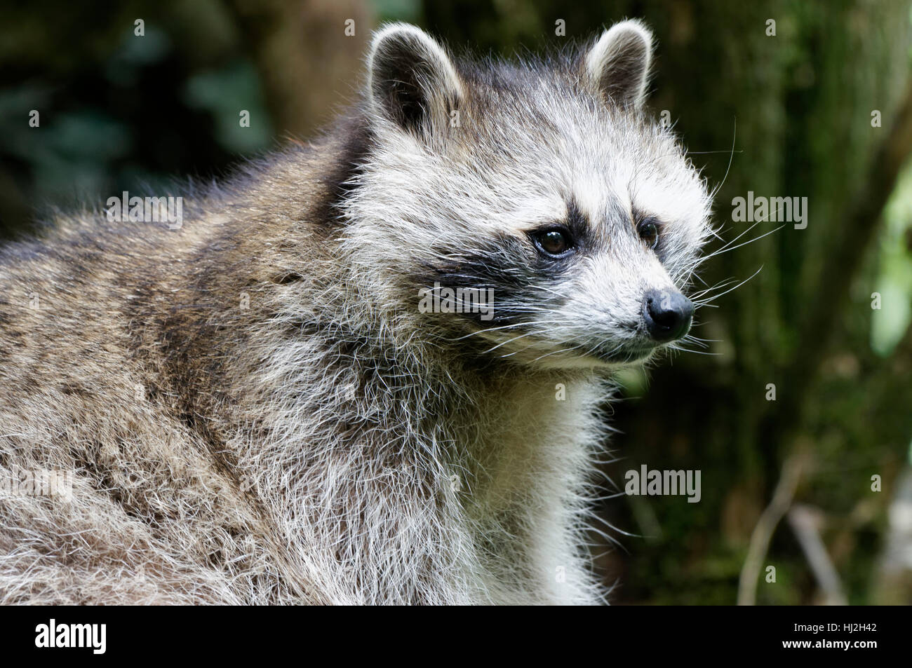 animal, mammal, raccoon, coon, washable, animal, mammal, fauna ...