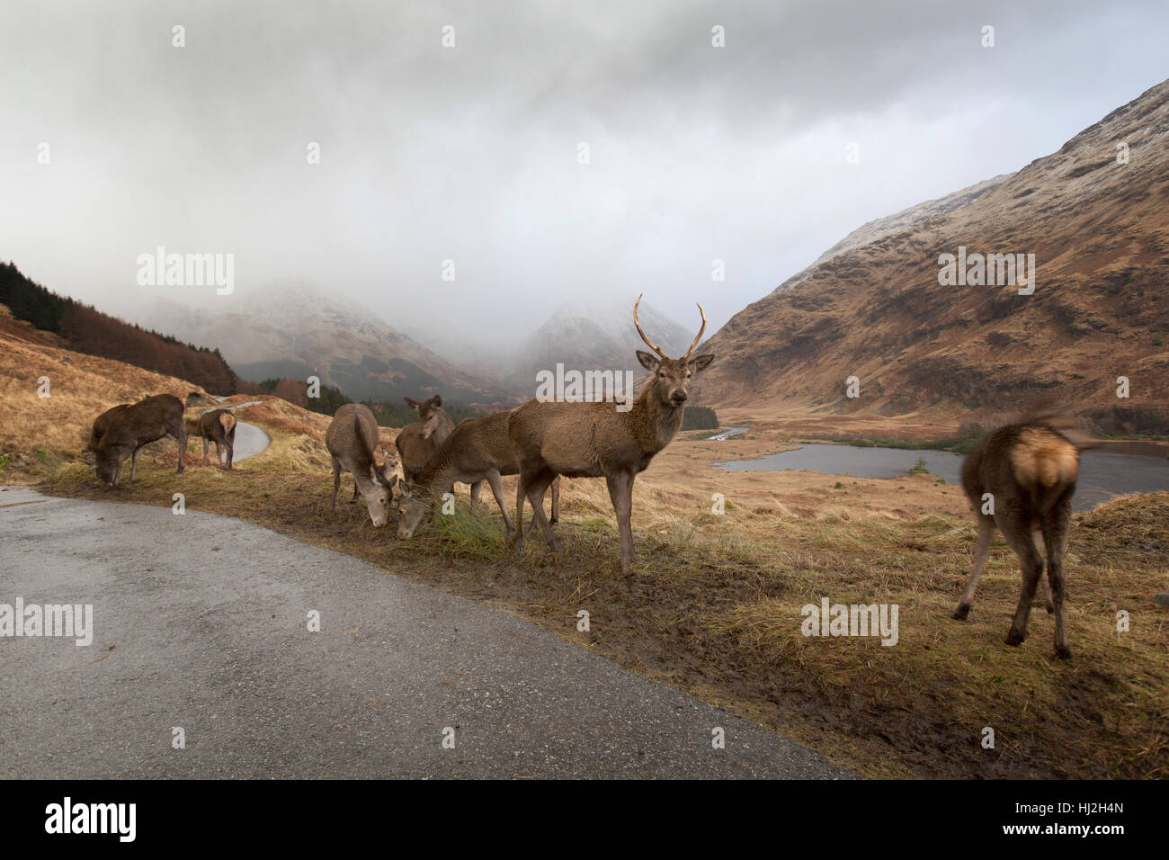 Glen Etive, Scotland. Picturesque view of wild deer by the side of the ...