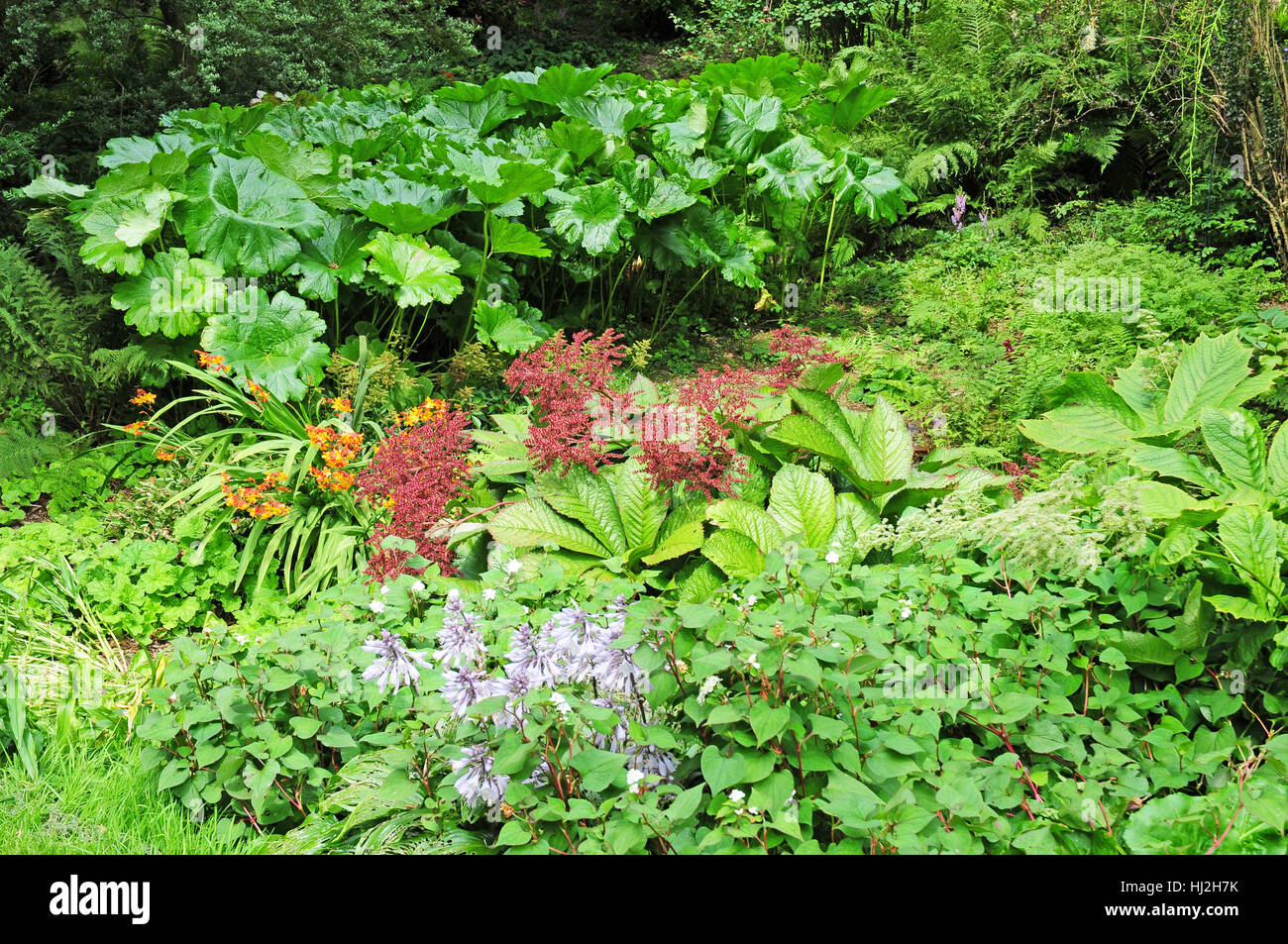 Variety of plants at Marwood Hill gardens. North Devon Stock Photo - Alamy