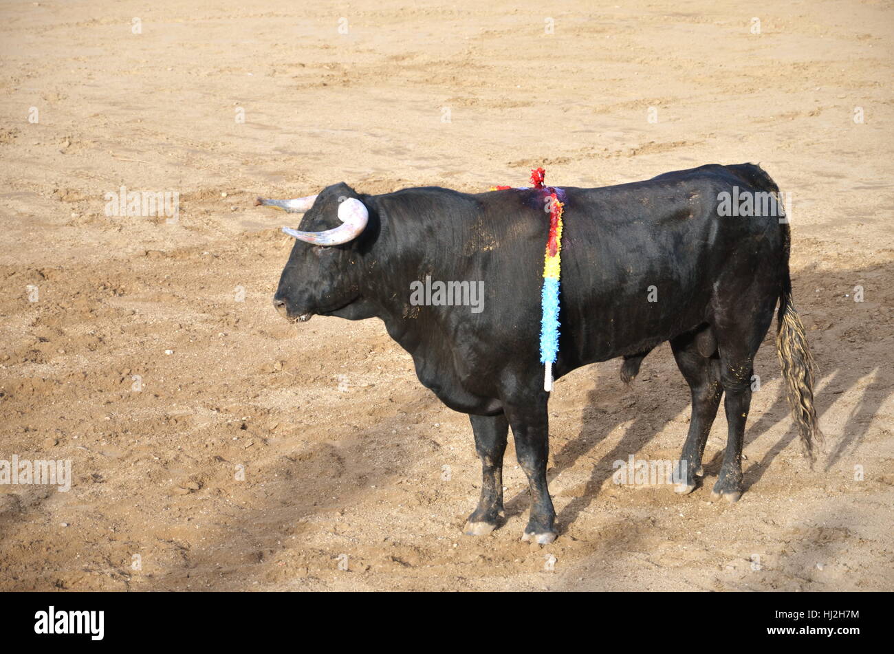 Cruel animal sport hi-res stock photography and images - Alamy