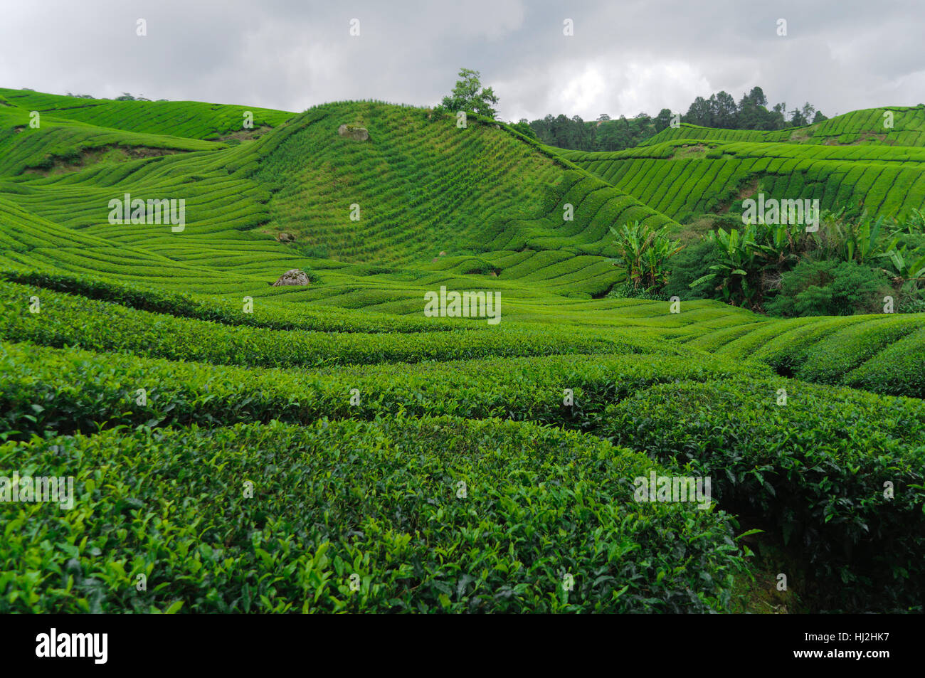 tea, tea-plantation, tealeaf, plant, leaf, agriculture, farming, field ...