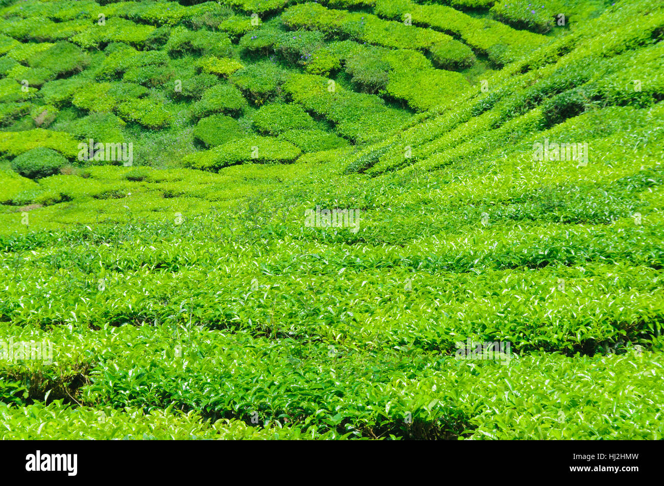 tea, tea-plantation, tealeaf, plant, leaf, agriculture, farming, field ...