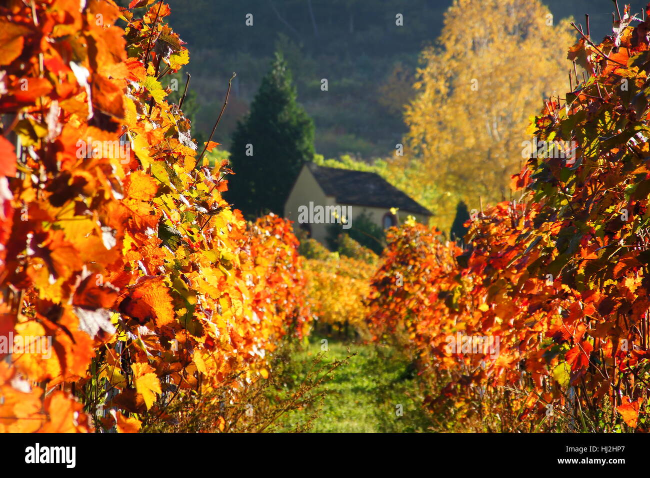chapel, vineyards, vineyard, mosel, vine, grape vine, grape-vine ...
