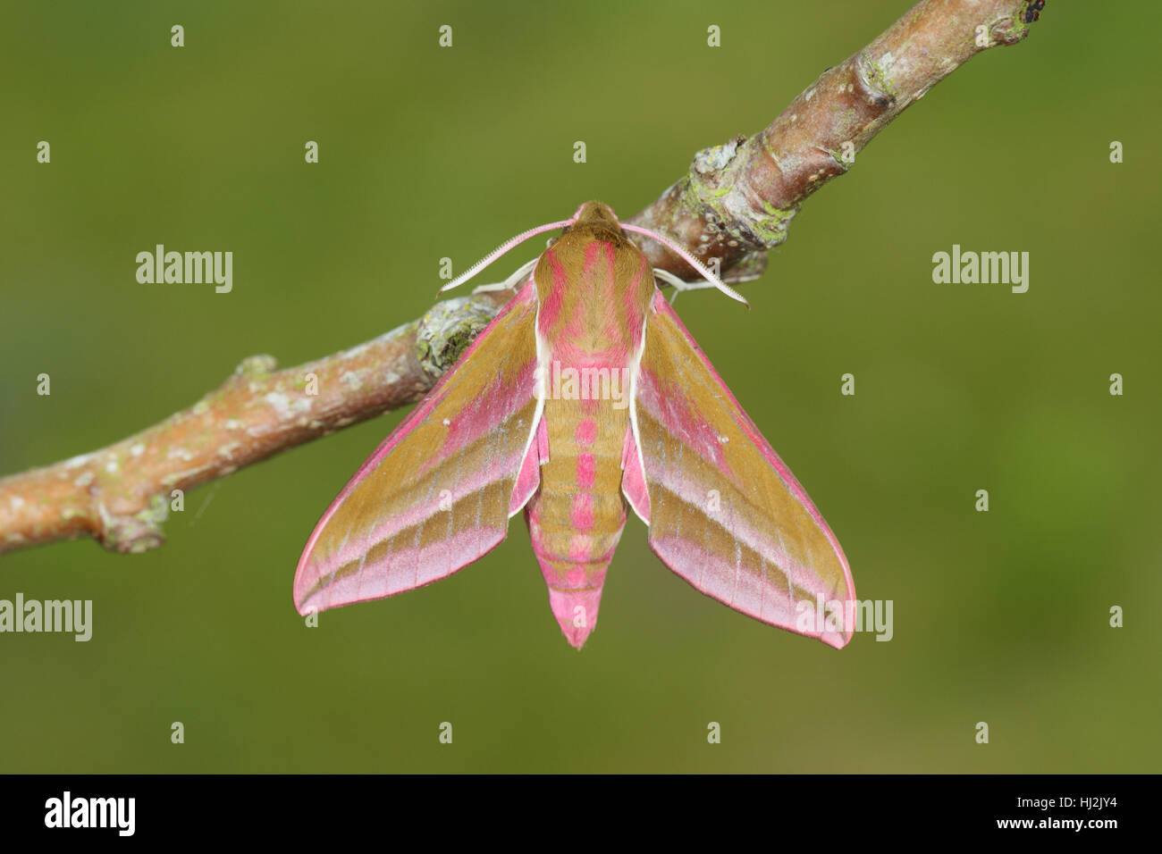Elephant Hawk-moth (Deilephila elpenor), a large, spectacular pink and ...