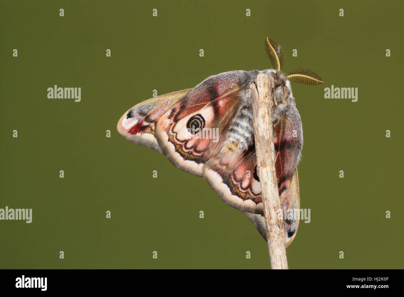 Emperor Moth (Saturnia pavonia) - male of this dramatic day-flying moth ...
