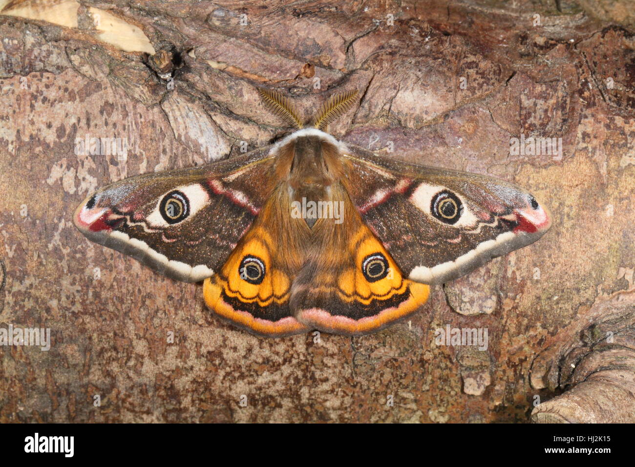 Emperor Moth (Saturnia pavonia) - male of this dramatic day-flying moth ...