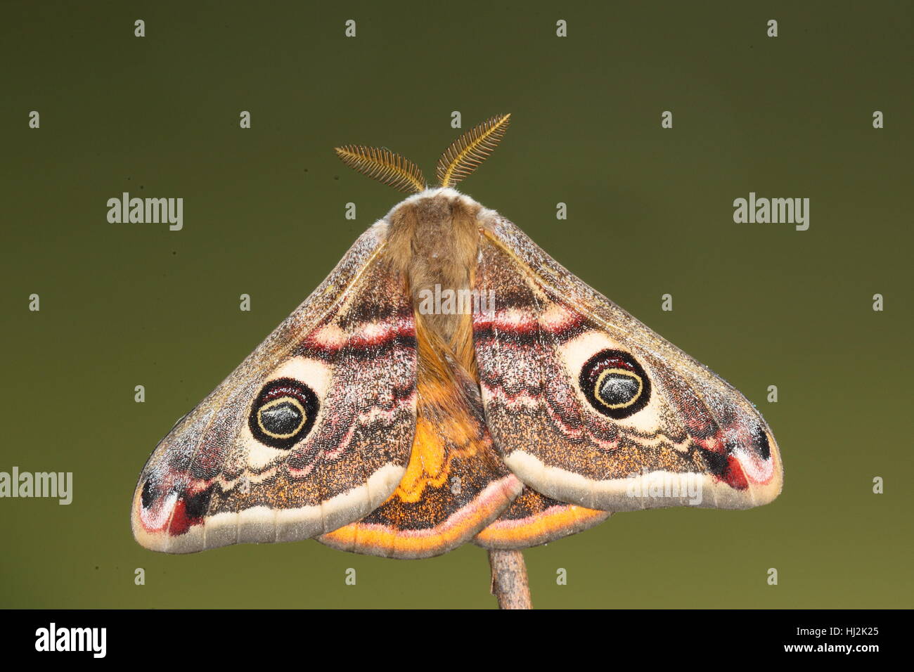 Emperor Moth (Saturnia pavonia) - male of this dramatic day-flying moth ...