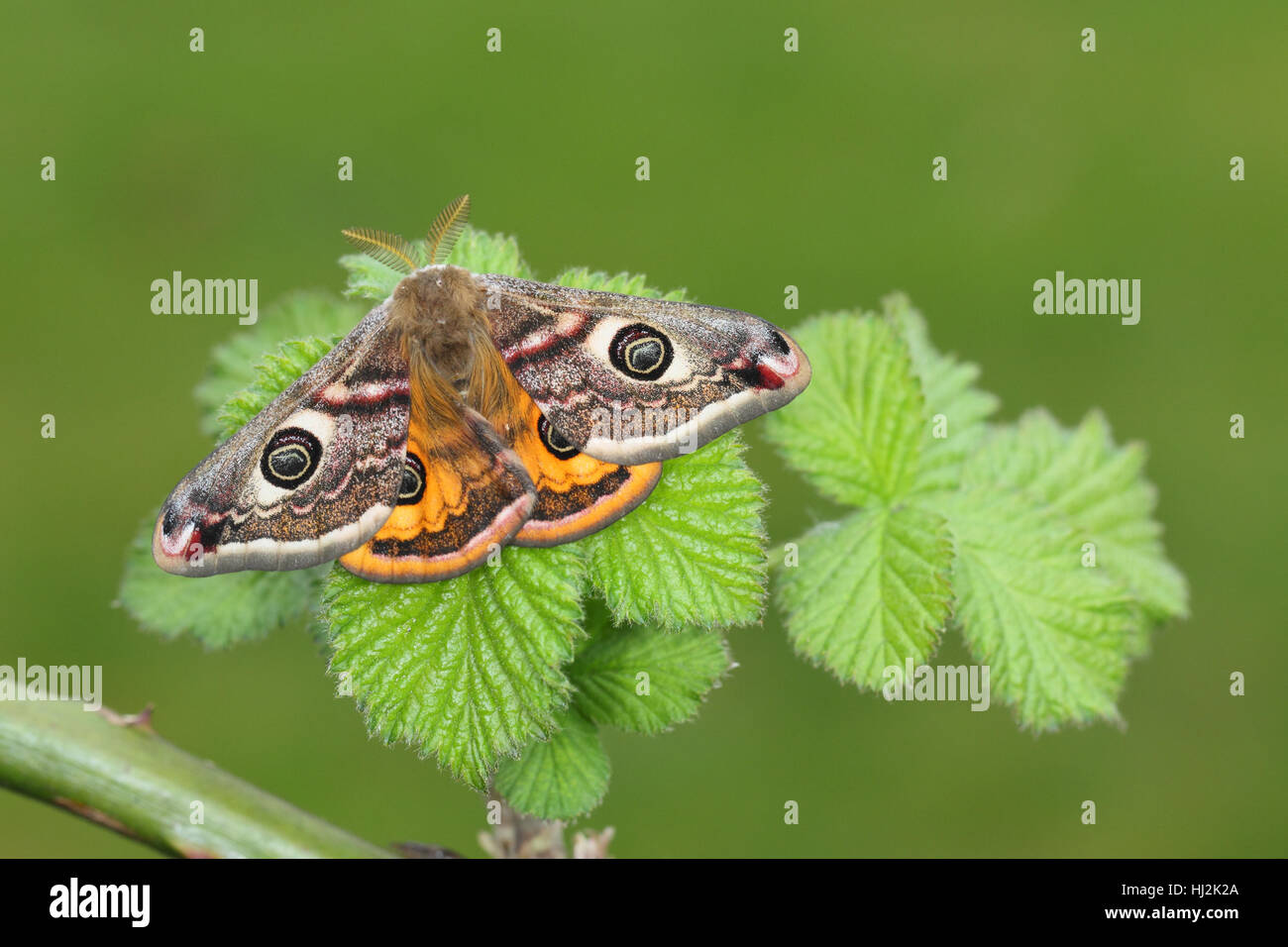 Emperor Moth (Saturnia pavonia) - male of this dramatic day-flying moth ...