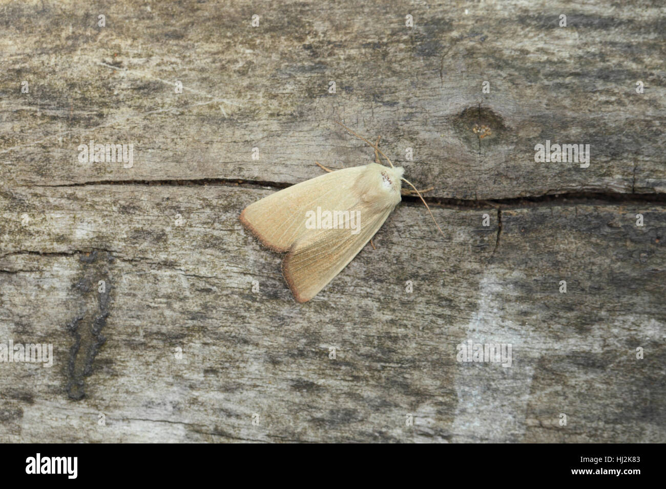Fen Wainscot (Arenostola phragmitidis), a fenland moth caught in a ...