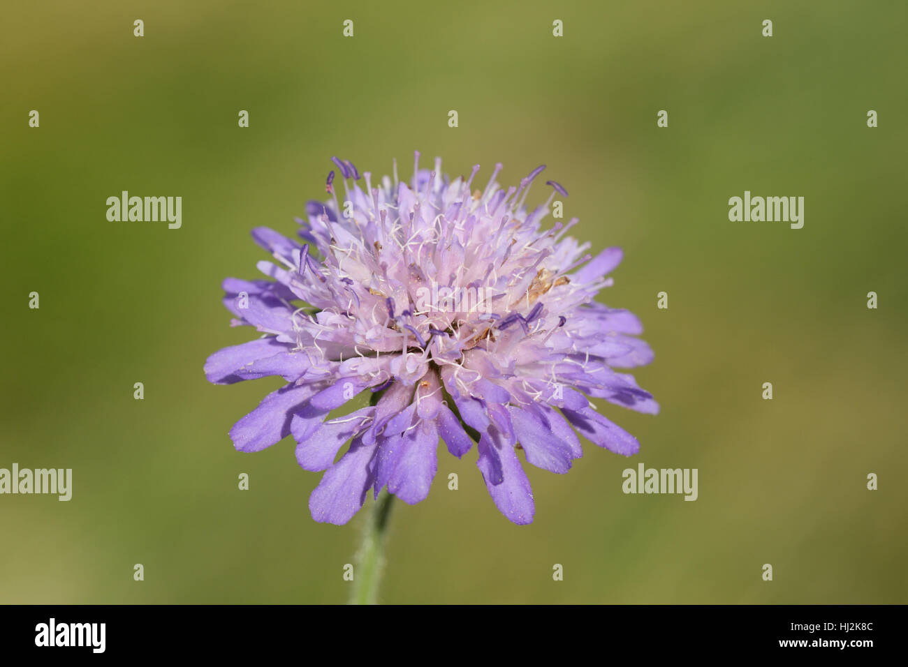 Field Scabious (Knautia arvensis), a purple flower of summer chalk ...