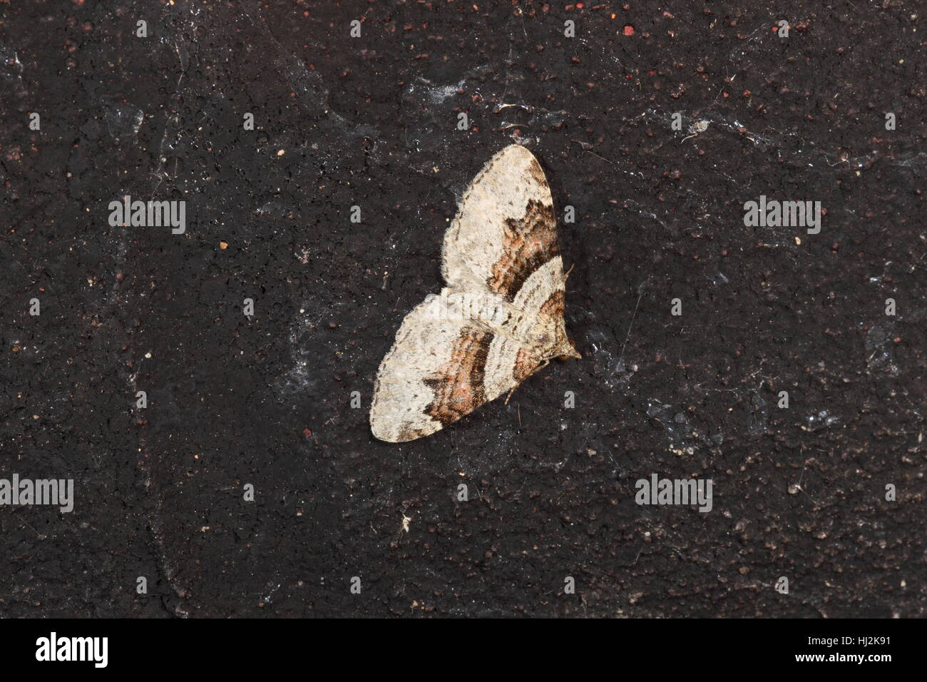 Flame Carpet (Xanthorhoe designata), a russet and beige moth on a black ...