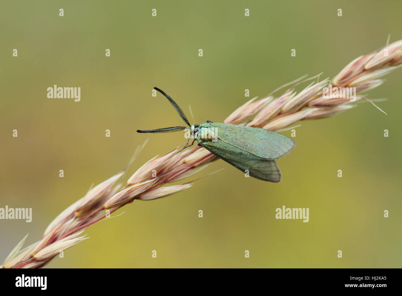 Flying moth hi-res stock photography and images - Alamy