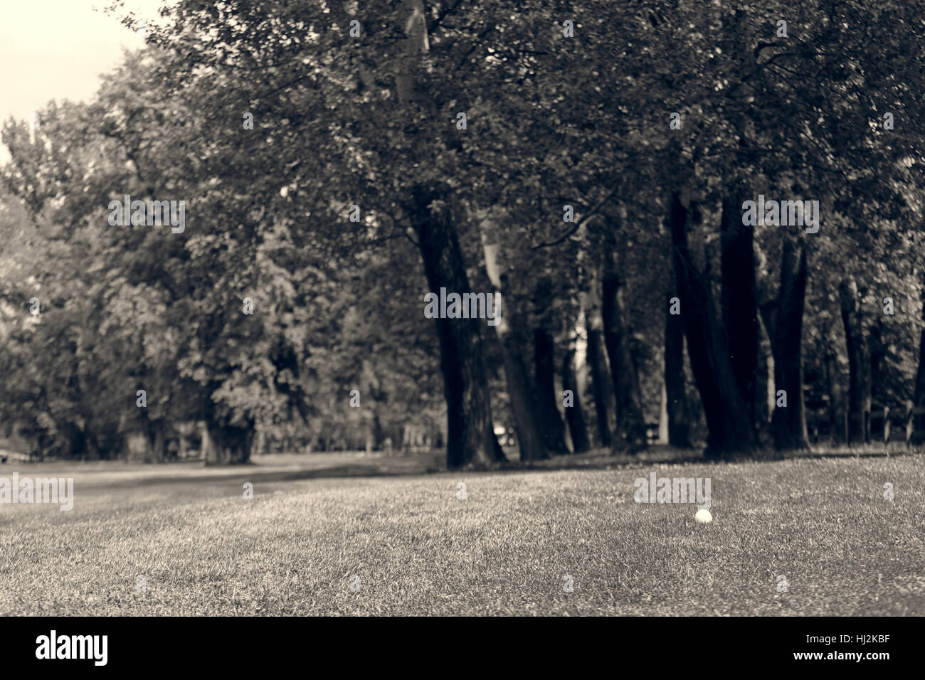 trees in the park in spring, note shallow depth of field Stock Photo ...