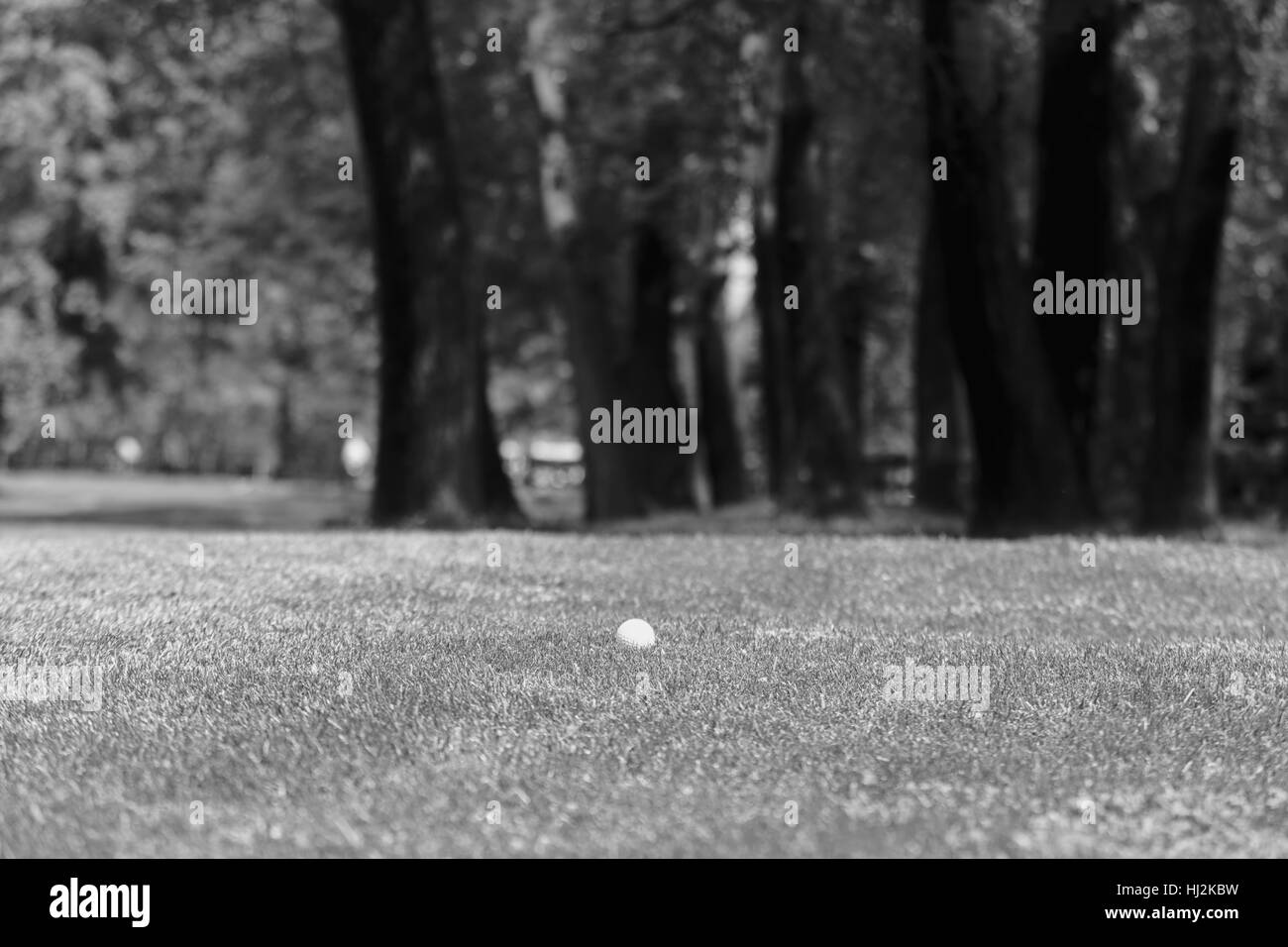 Lush green field trees in Black and White Stock Photos & Images - Alamy