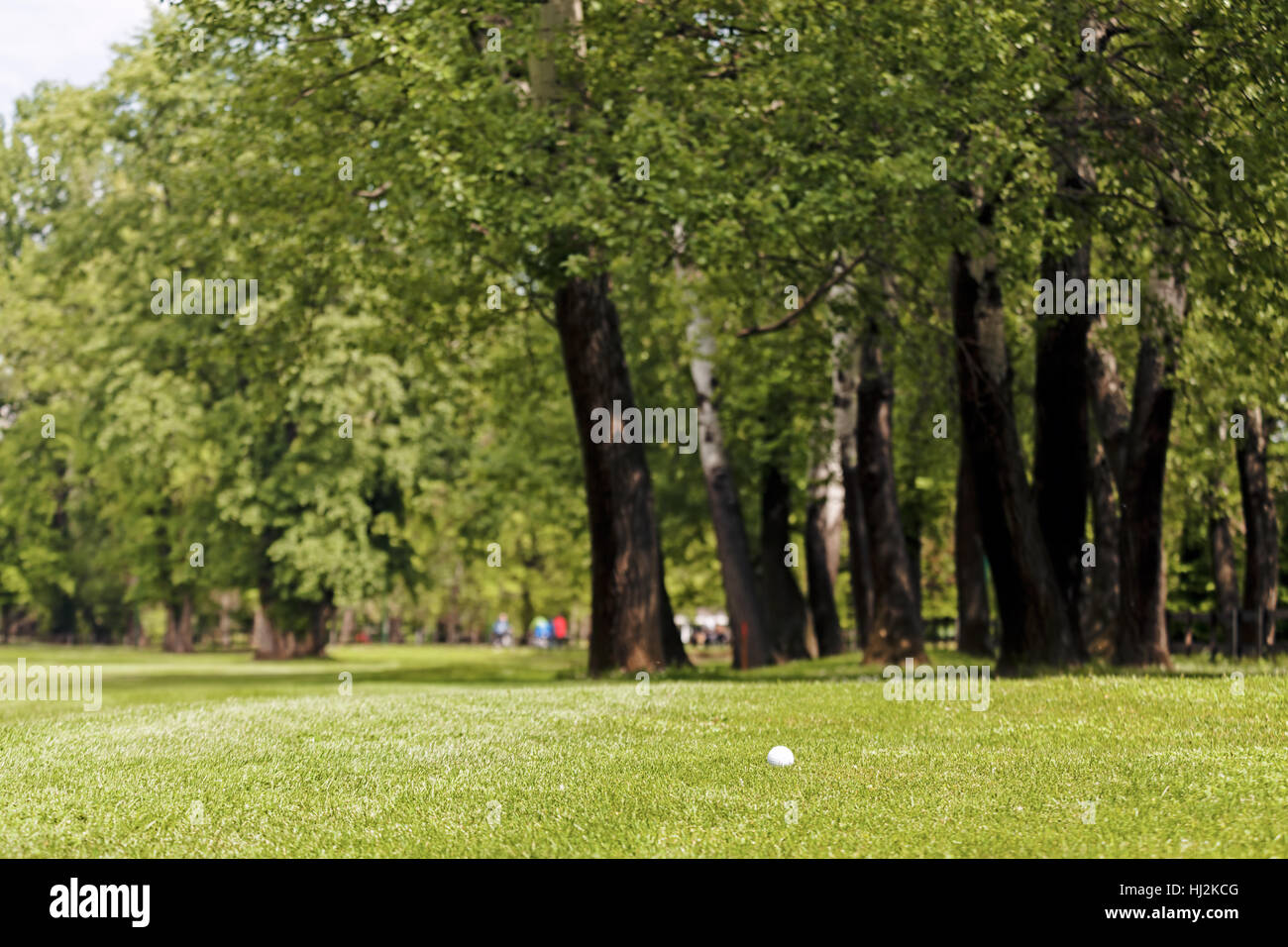 trees in the park in spring, note shallow depth of field Stock Photo ...