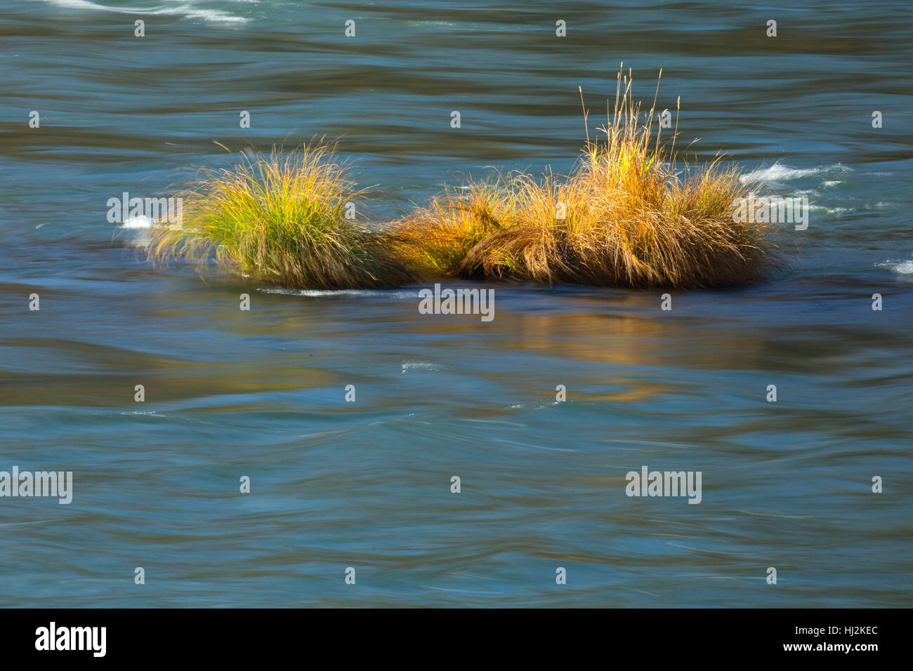 Bunchgrass along Deschutes Wild & Scenic River, Lower Deschutes River ...