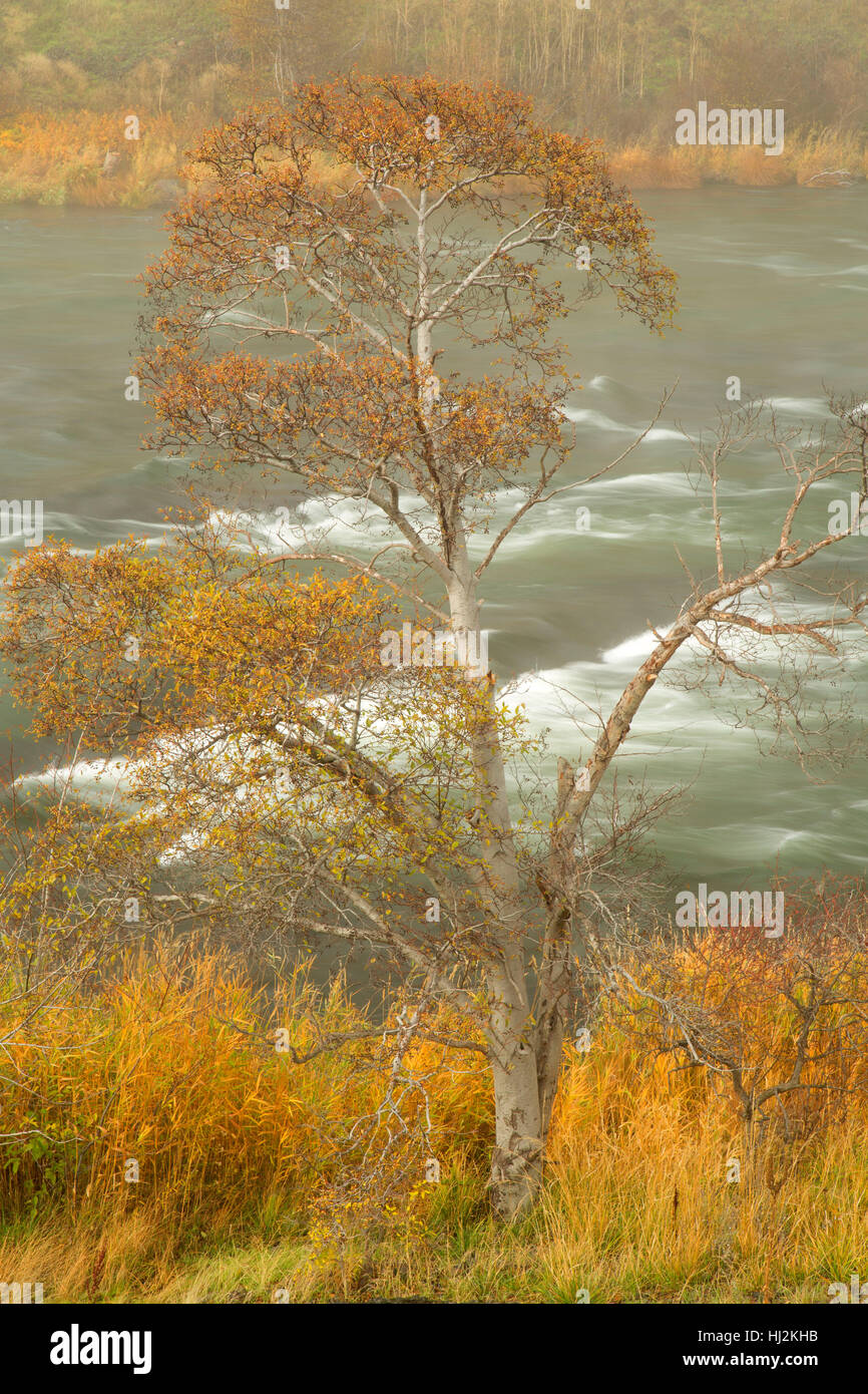 White alder alnus rhombifolia hi-res stock photography and images - Alamy