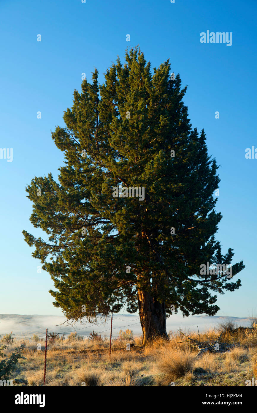 Western juniper (Juniperus occidentalis), Deschutes Wild & Scenic River ...