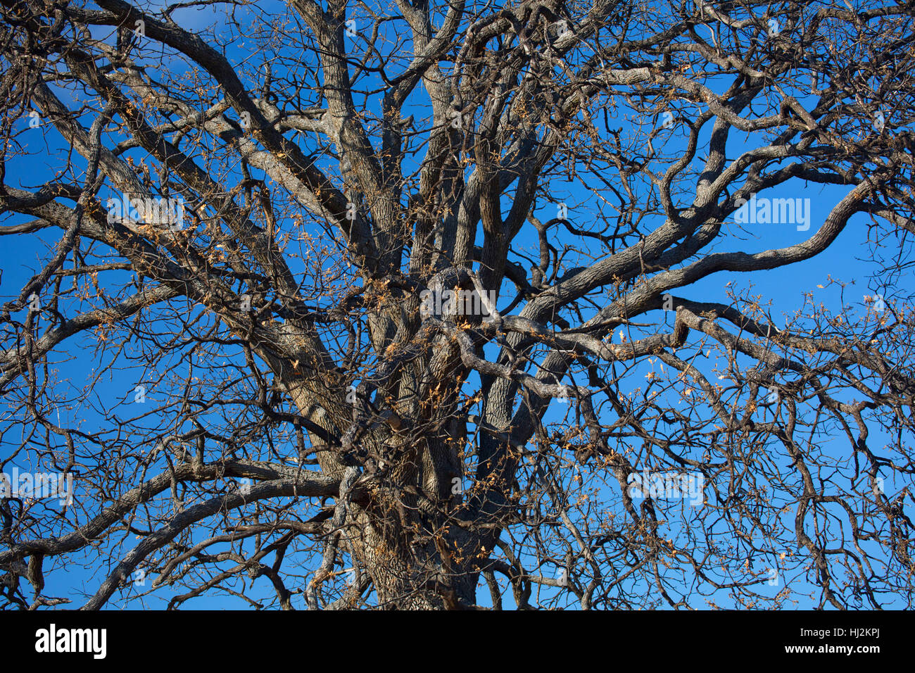 Oregon white oak tree hi-res stock photography and images - Alamy