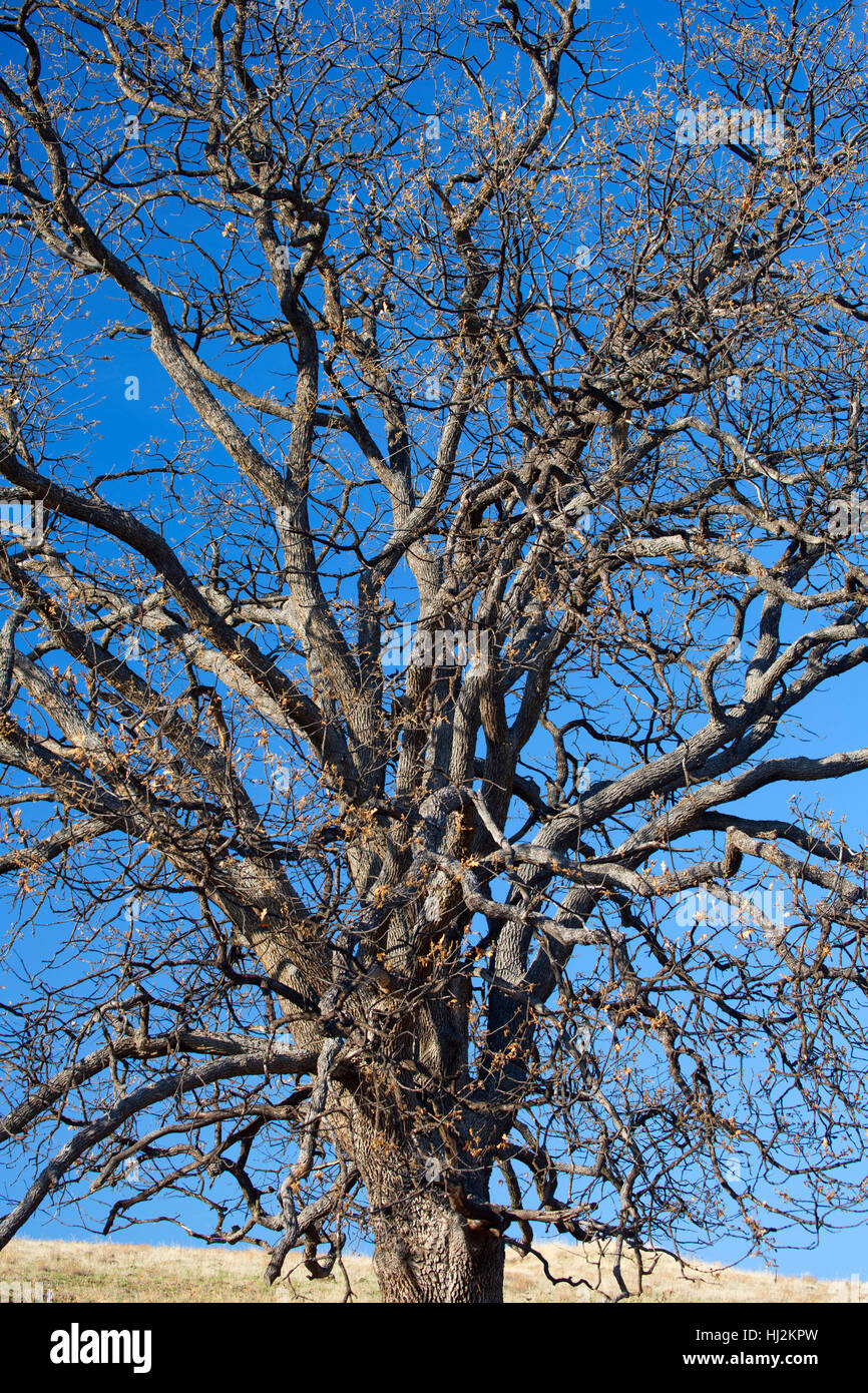 Oregon white oak tree hi-res stock photography and images - Alamy
