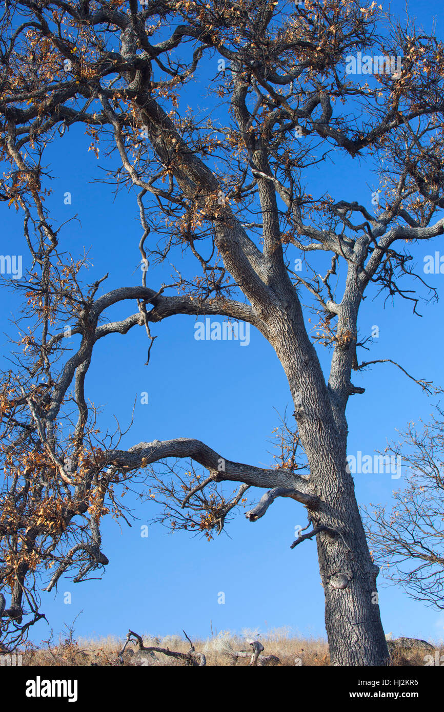 Garry oak tree quercus garryana garry oak tree hi-res stock photography ...