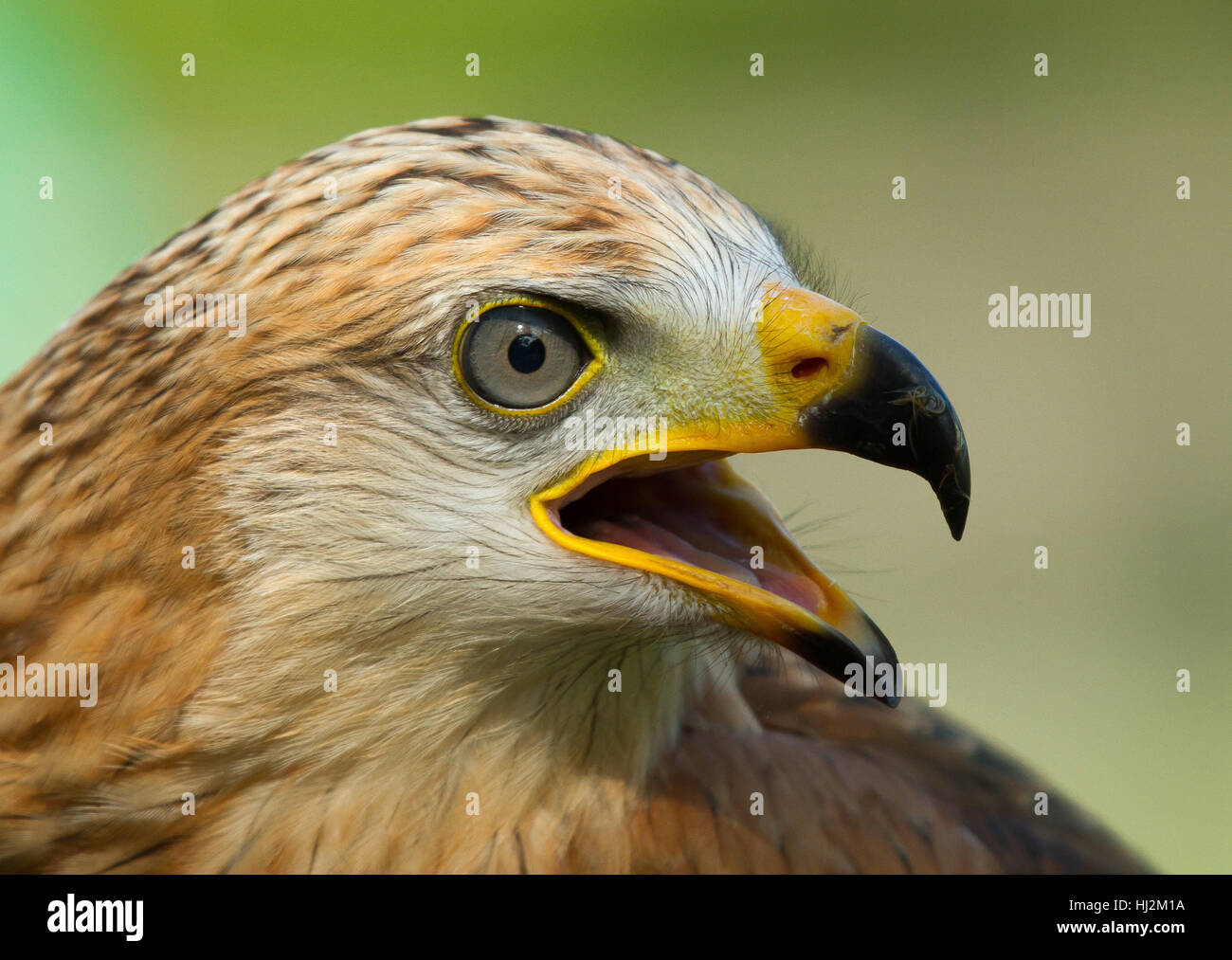 travel, sport, sports, graphics, colour, flight, graphic, animal, bird ...