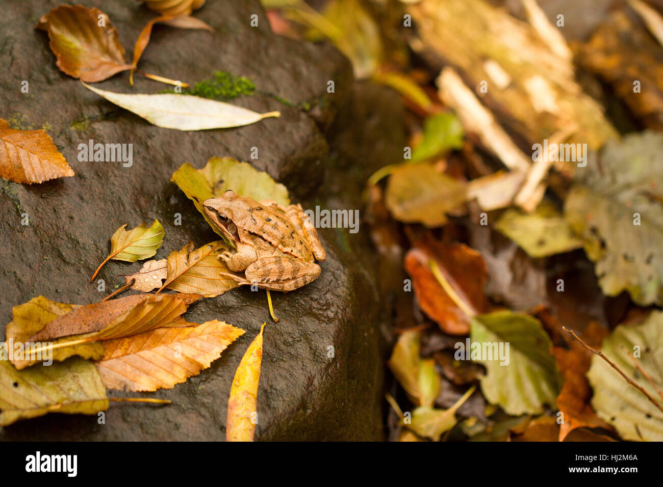 Bull frog skin hi-res stock photography and images - Alamy