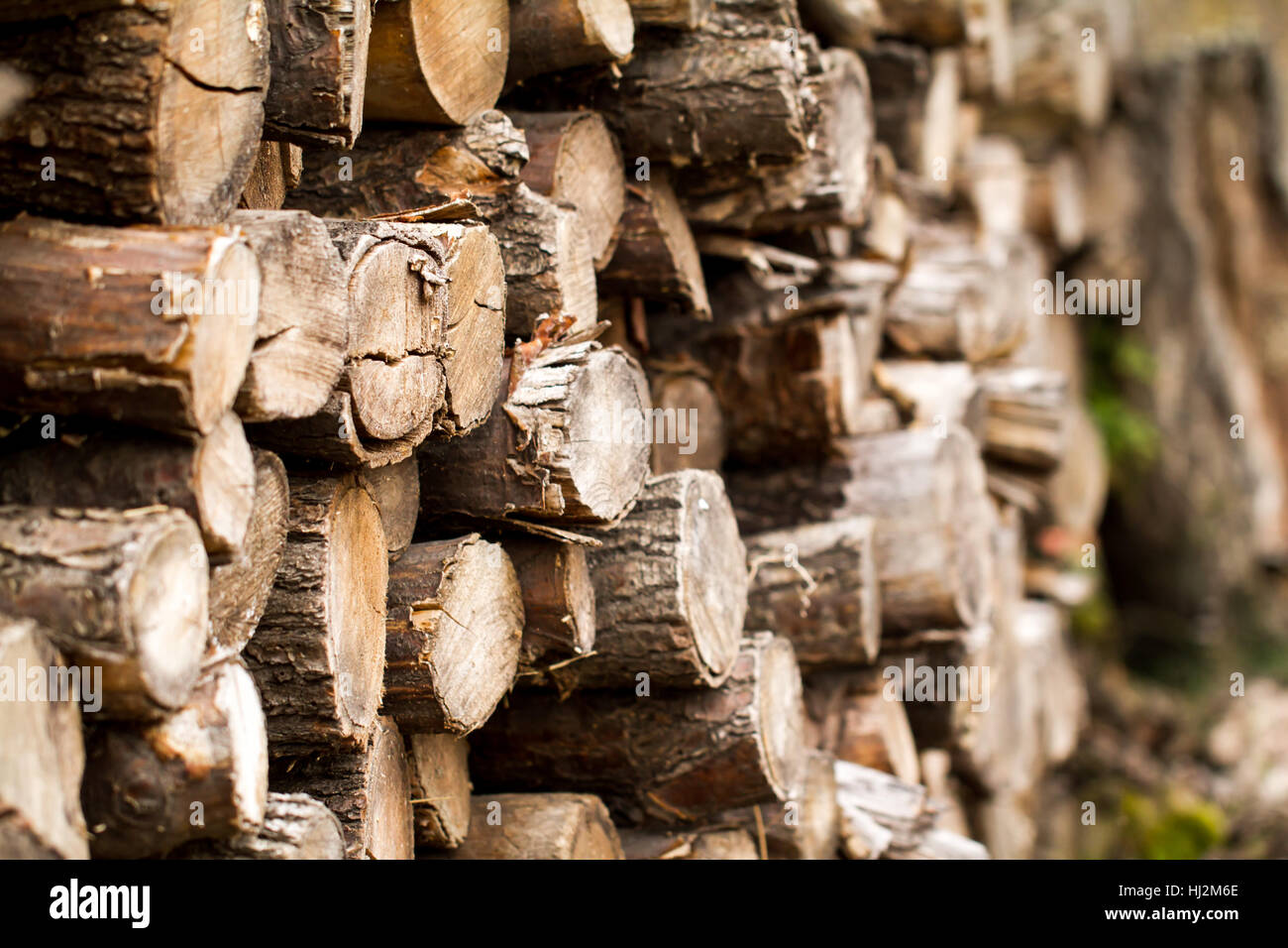 tree, wood, timber, firewood, log, backdrop, background, forest, nature ...