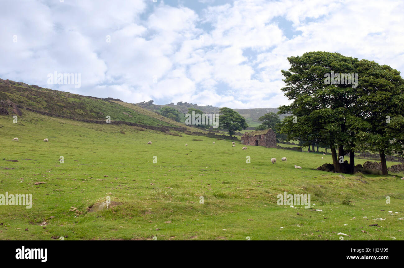 tree, animals, agriculture, farming, sheep, england, farm, scenery ...