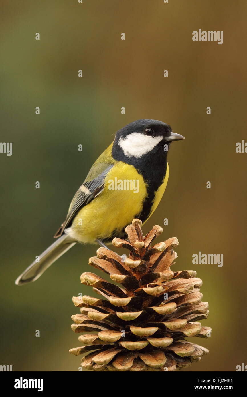 bird, birds, titmouse, great titmouse, titmice, garden, bird, birds ...