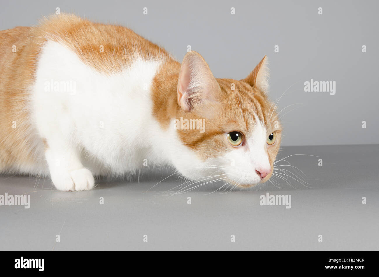 Pet photographed in front of a grey background Stock Photo - Alamy