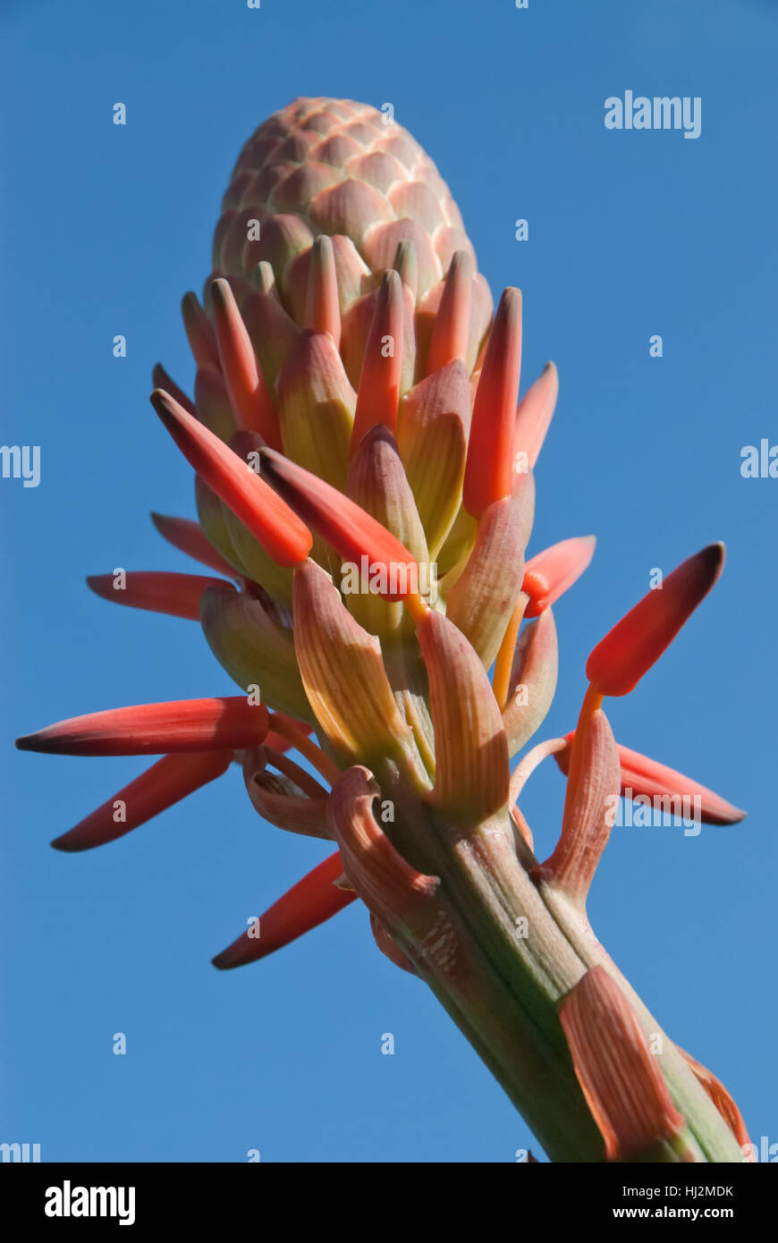 flower, plant, fauna, bloom, blossom, flourish, flourishing, flora ...