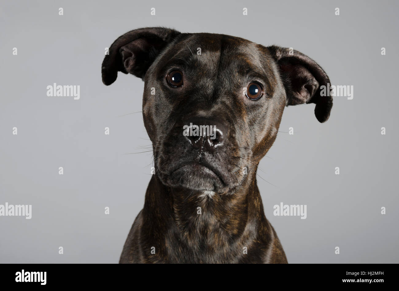 Staffy / Boxer crossbreed dog, 4 years old, UK Stock Photo - Alamy