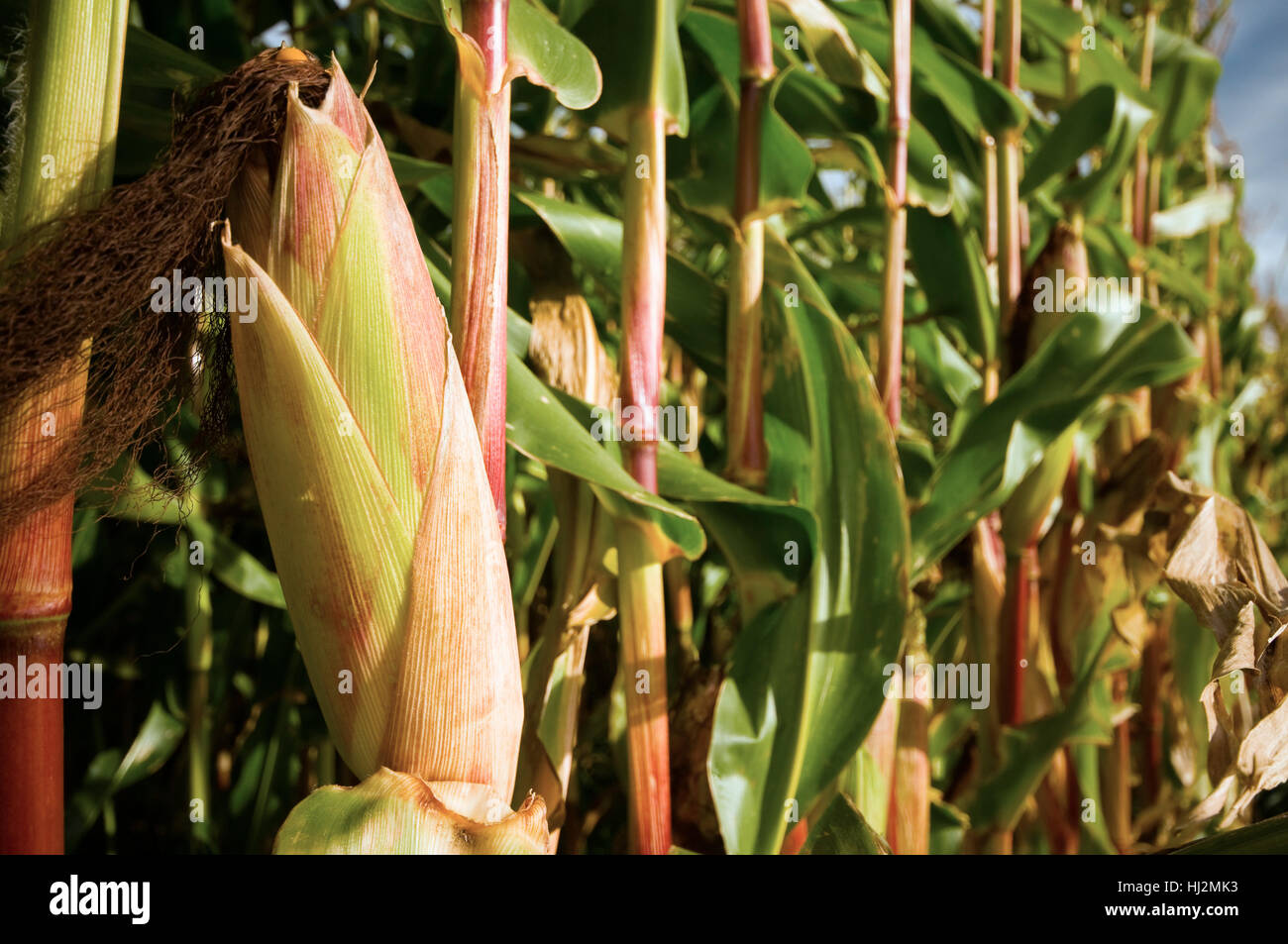 fresh maize plant Stock Photo - Alamy