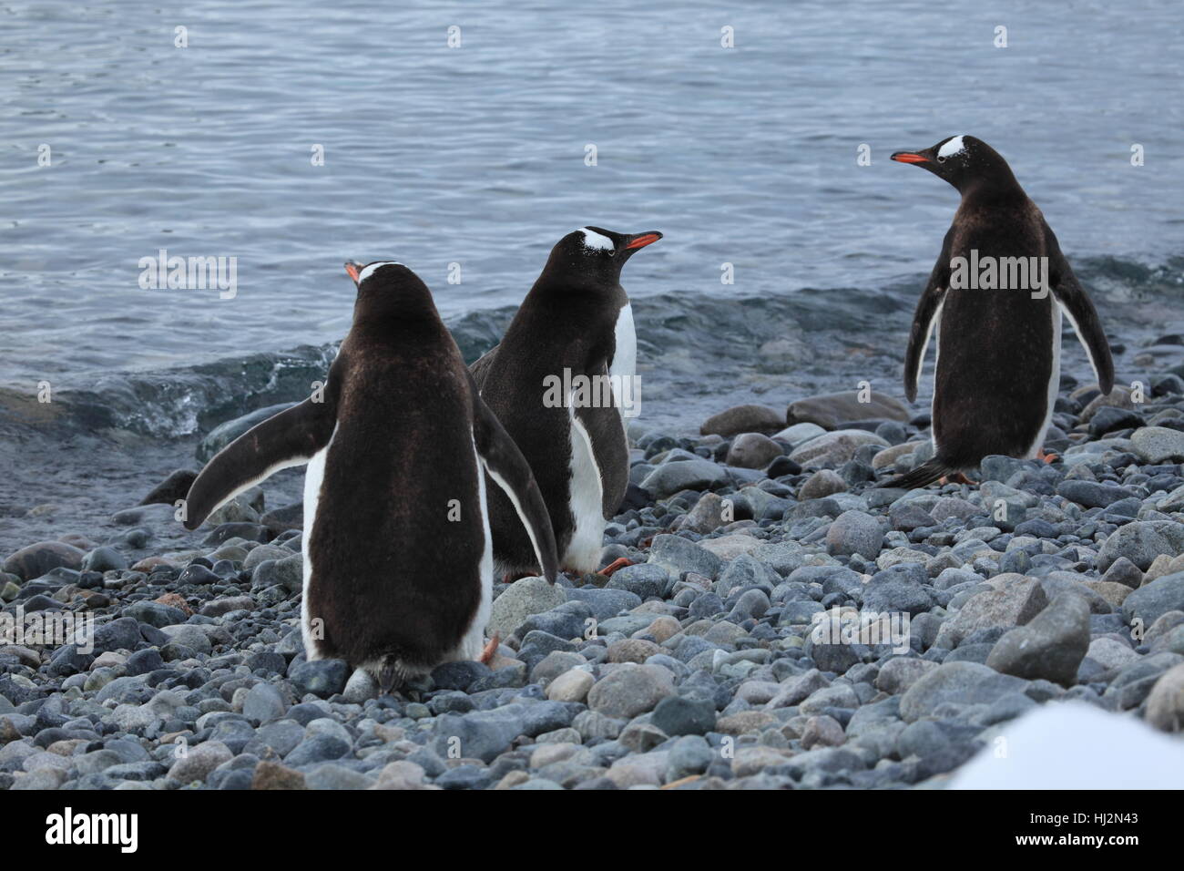 winter, cold, ice, frost, penguin, brood, chick, bird, cold, antarctic ...