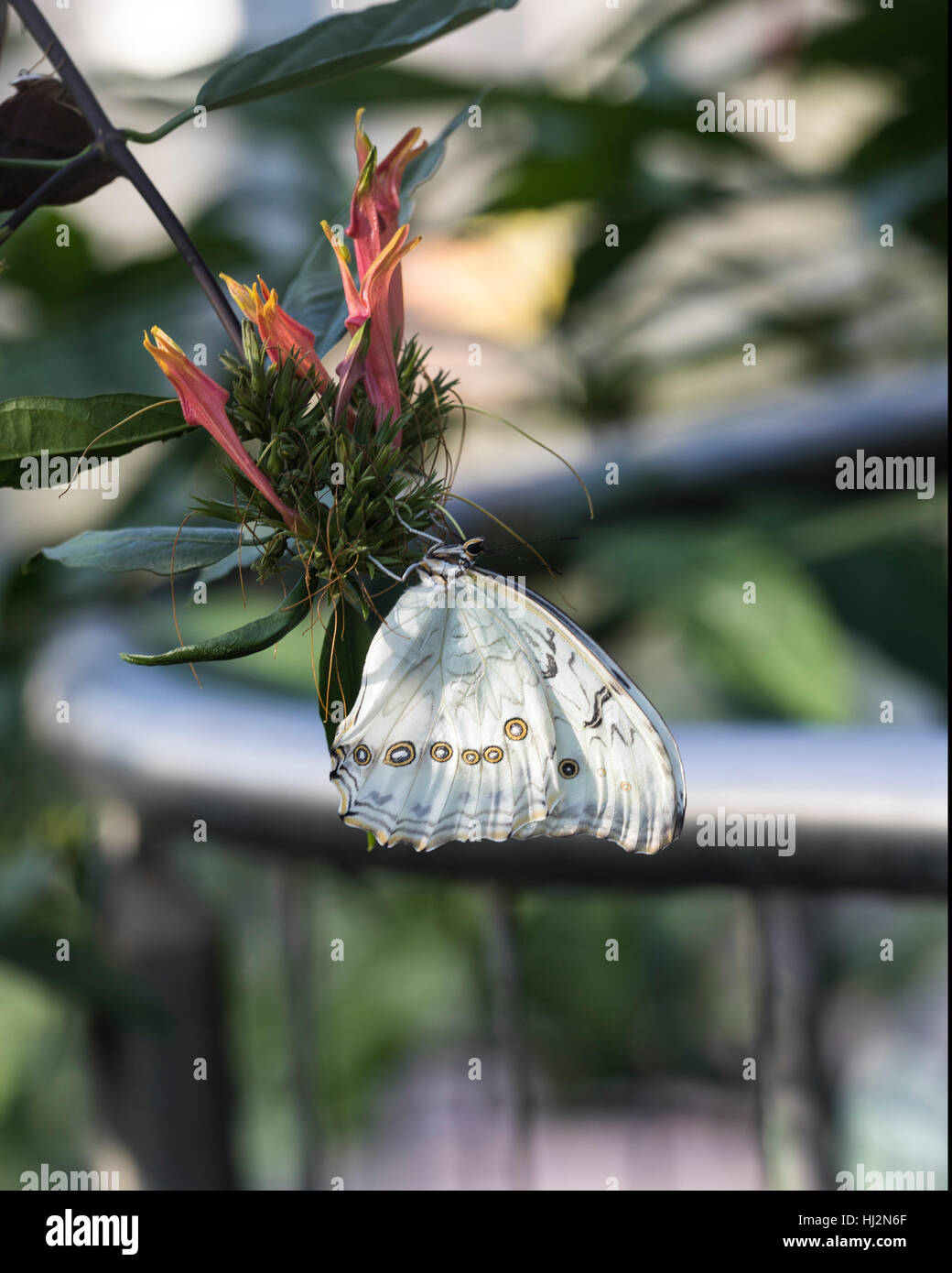 White morpho butterfly resting Stock Photo - Alamy