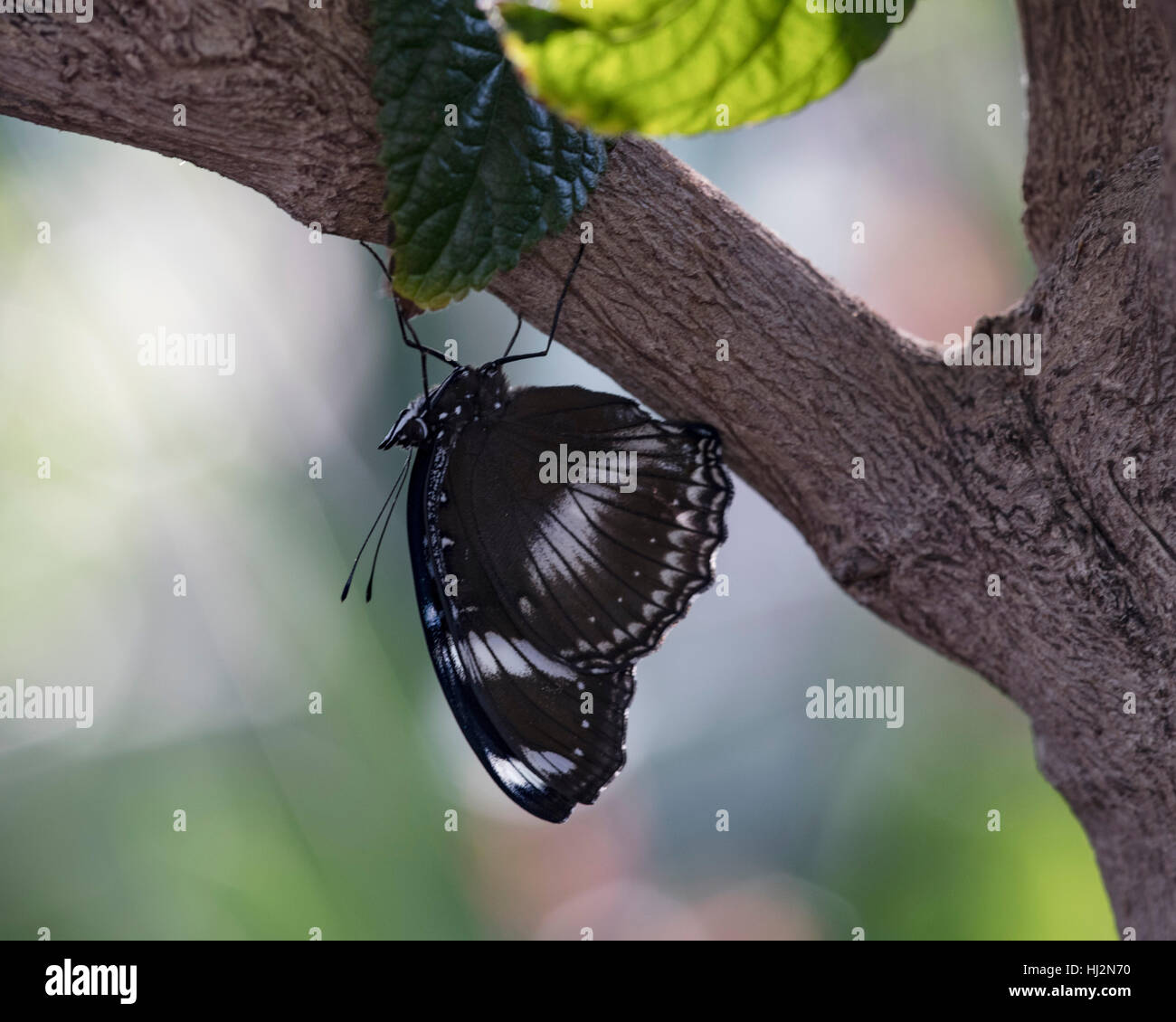 Hypolimnas bolina hi-res stock photography and images - Alamy