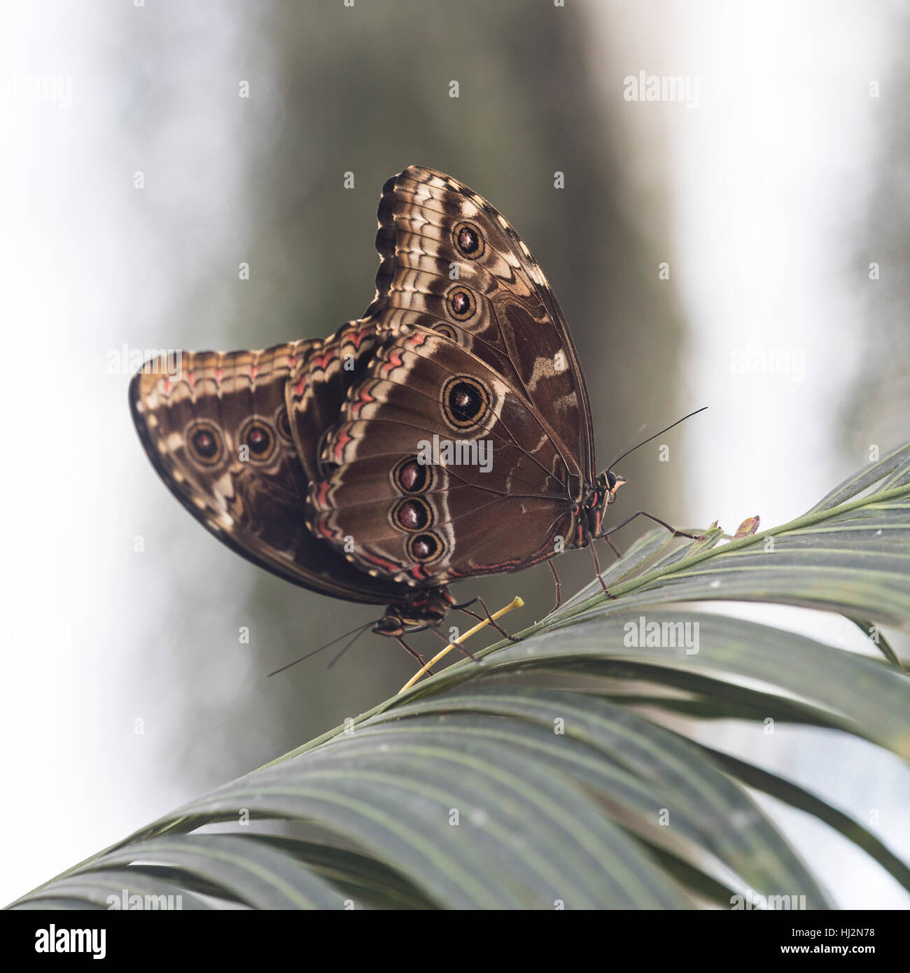 Blue morpho butterfly resting on leaf Stock Photo - Alamy