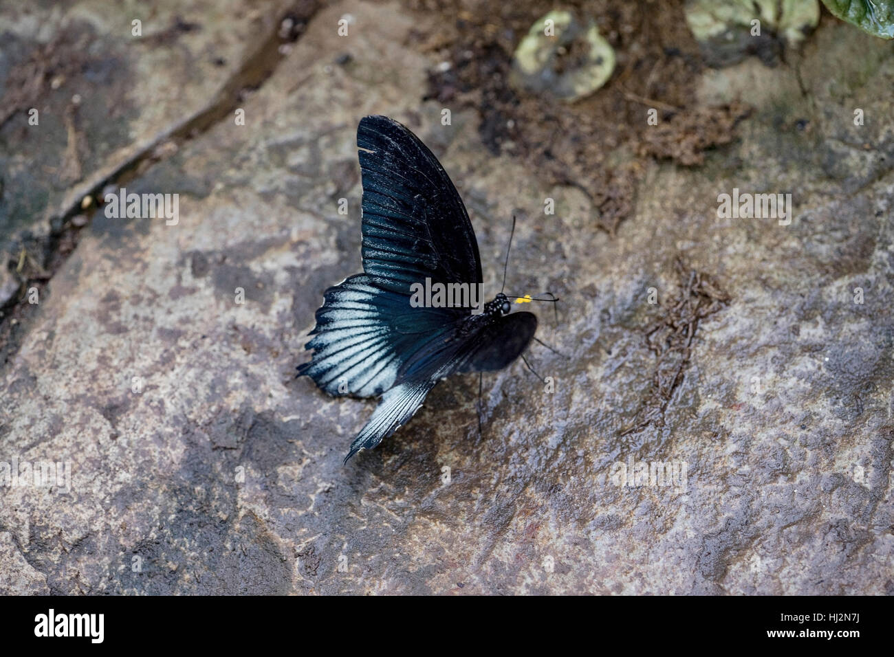 Great Yellow Mormon butterfly Stock Photo - Alamy
