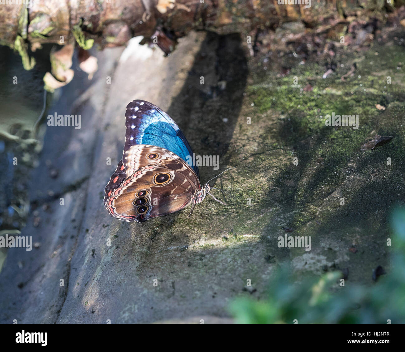 Blue morpho butterfly on a tree Stock Photo - Alamy